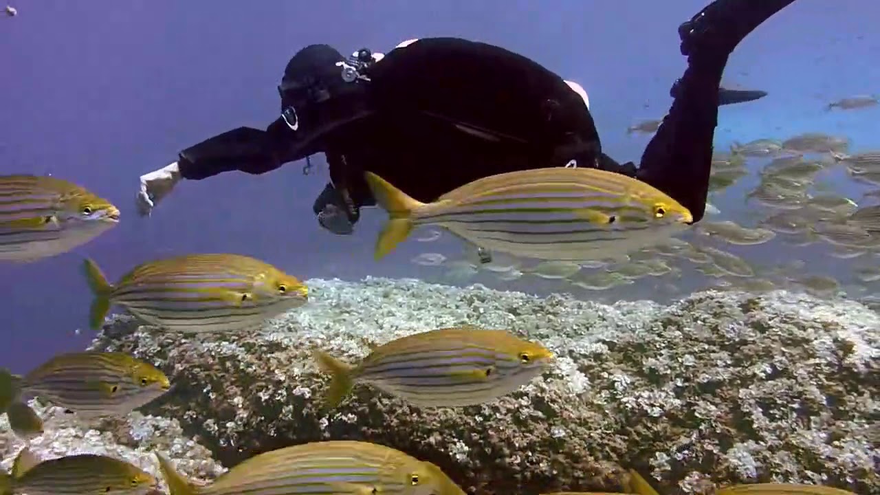 Dancing_fish - YouTube