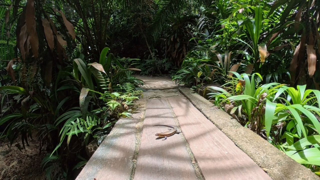 Dense Rainforest Trail | 4K Relaxing Jungle Walk with Ambient Sounds ...