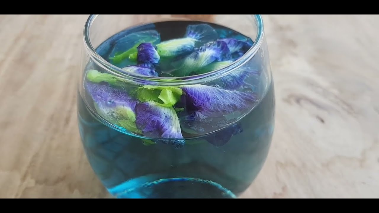 Manfaat Teh Bunga Telang dan Cara Membuatnya - YouTube