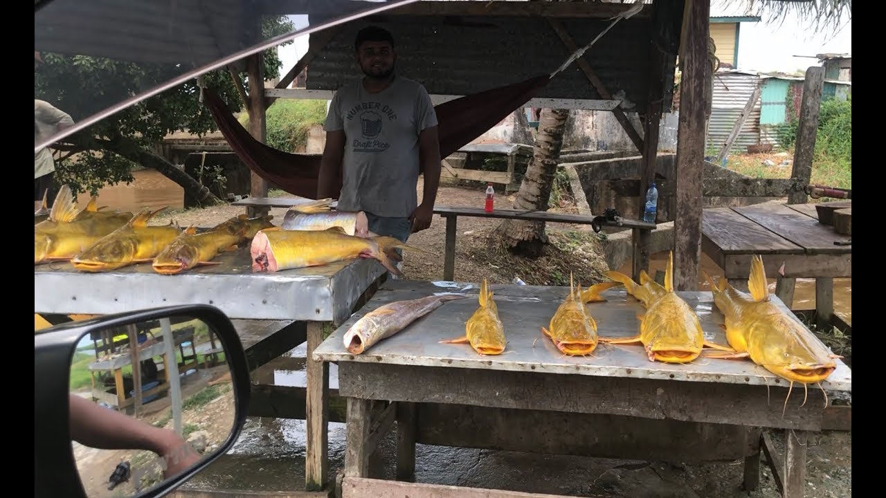 THIS GILBACKER STILL ALIVE - GILBAKA CURRY GUYANESE STYLE - YouTube