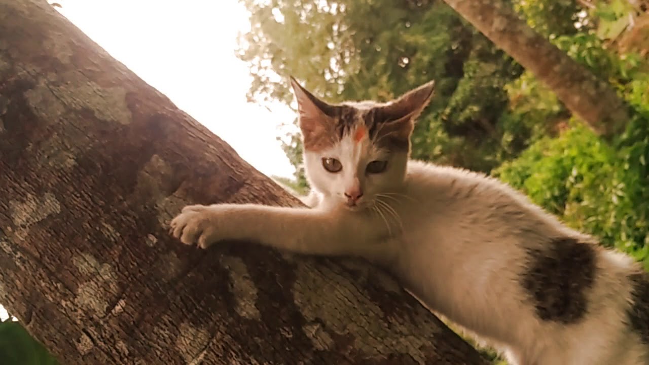 Cinematic CAT [FREE FOOTAGE] no copyright - YouTube