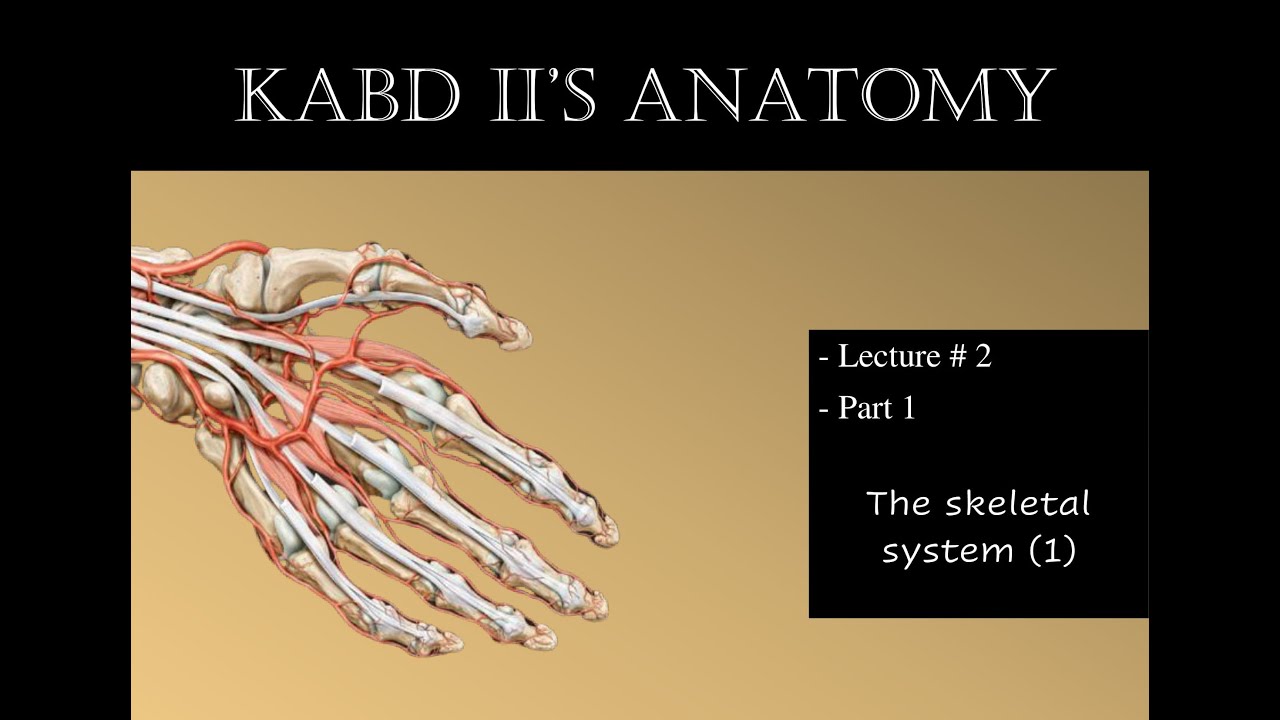 The Skeletal System 1 Part 1 YouTube the-skeletal-system-1-part-1-youtube