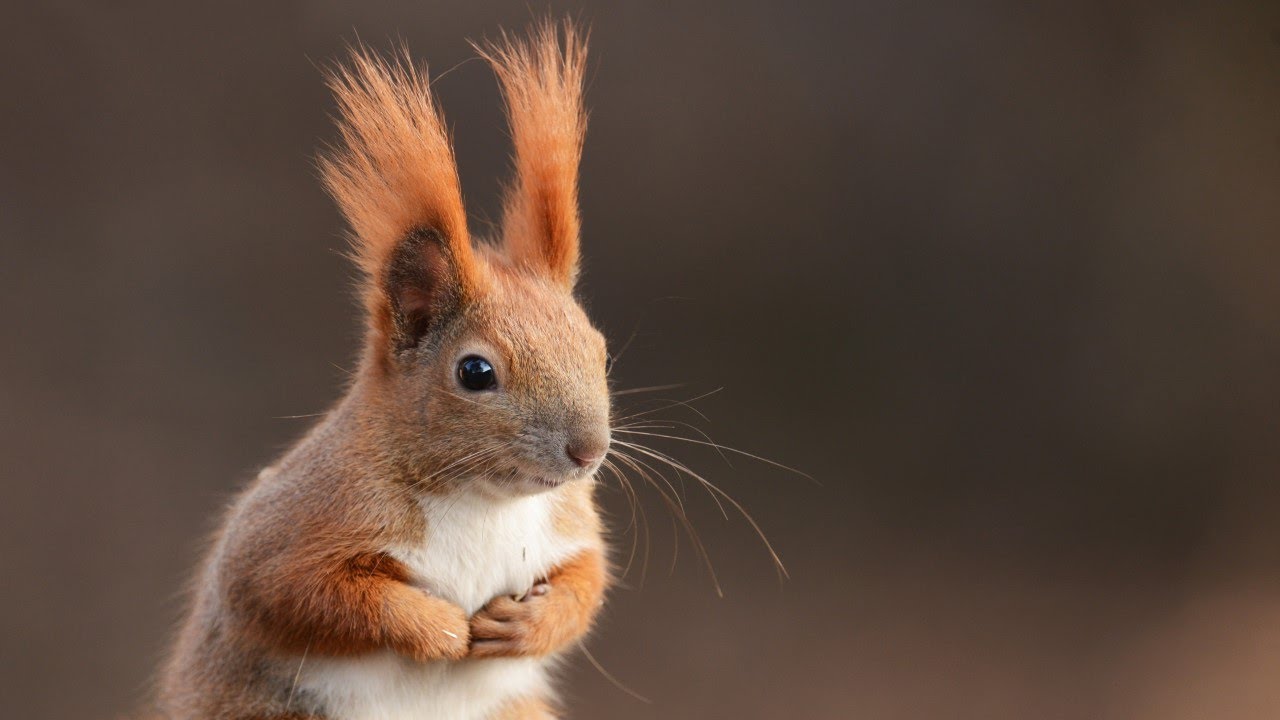 Red squirrel conservation update 2020 - YouTube