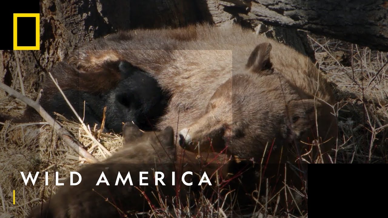 Twin Bear Cubs Emerge | Wild America | National Geographic WILD - YouTube