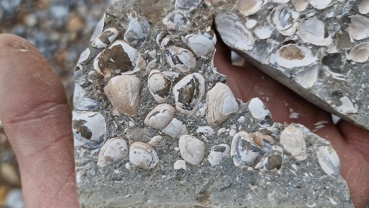 IOW Fossil hunt day 5 whitecliff Bay to culver point - YouTube