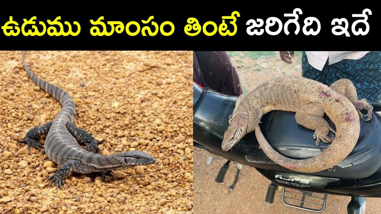 ఉడుము మాంసం తింటే జరిగేది ఇదే || Udumu mamsam thinte jarigedi Ede ...