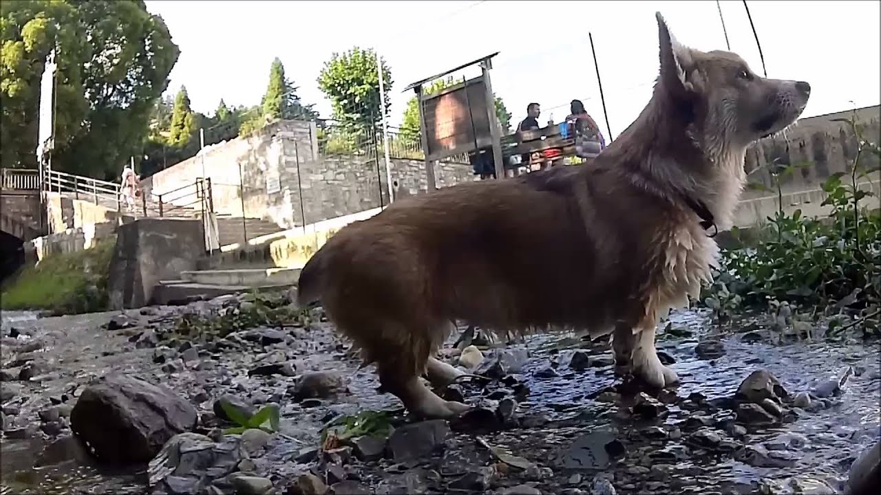 Penny Corgi - Mayer's Park - Como Lake - Italy - YouTube