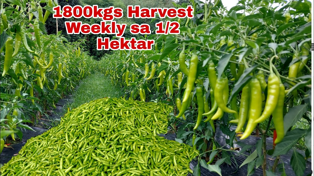 Paano Mapadami ang Bunga ng Siling Pansigang sa Organic na Paraan ...