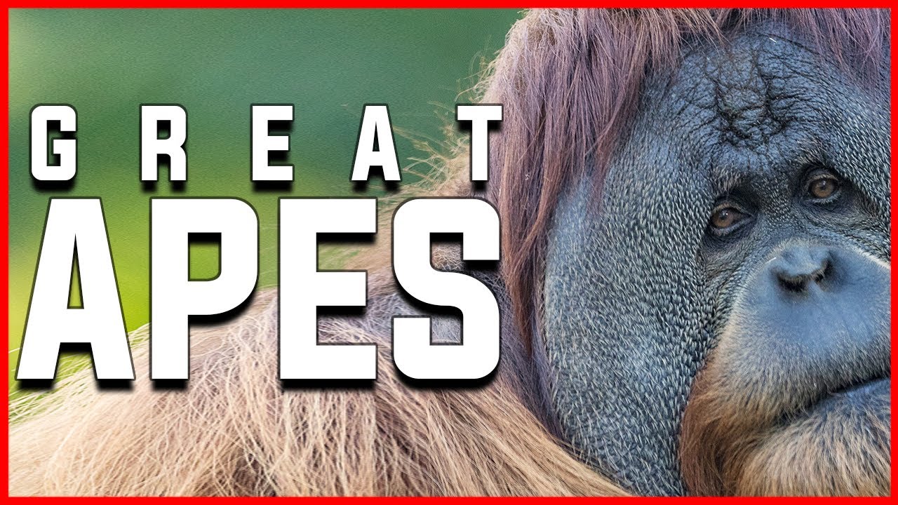 GREAT APES | FAMILY HOMINIDAE | GORILLA | ORANGUTANS | CHIMPANZEE ...