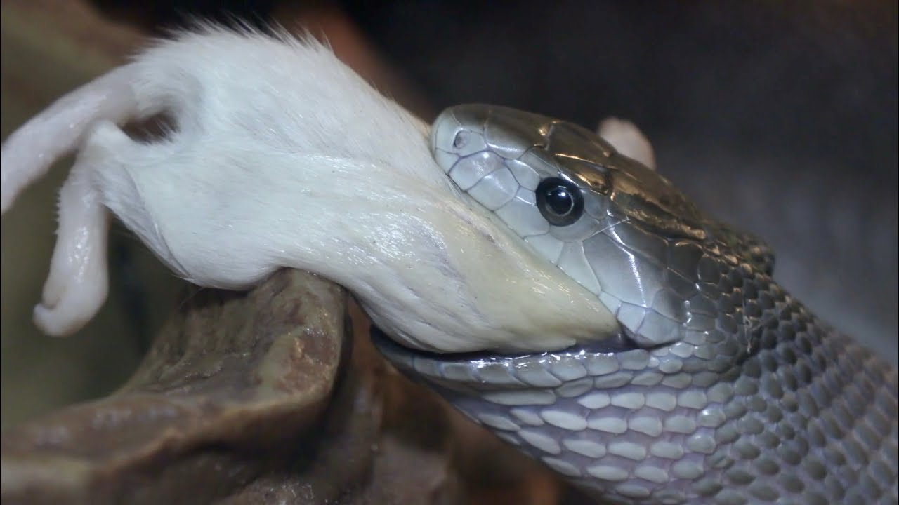 BABY BLACK MAMBA FEASTS! - YouTube