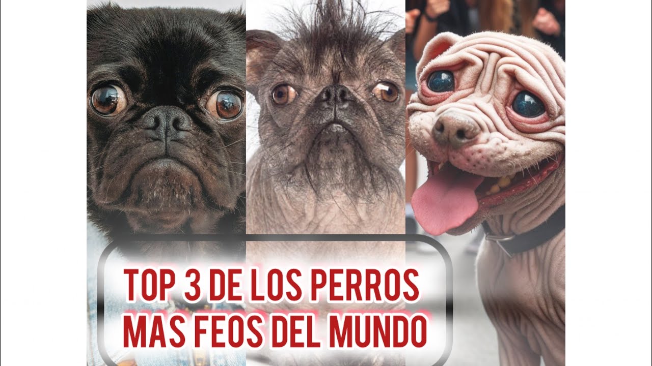 LOS PERROS MÁS FEOS DEL MUNDO🌍🐾🦮🐕 - YouTube