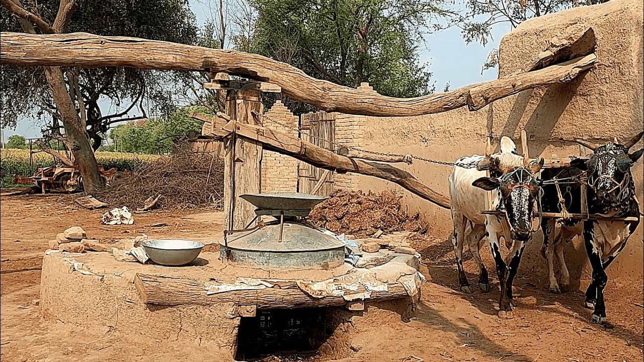 Bull Operated Flour Mill - Khras Atta Chakki - Old Wheat Grinding ...