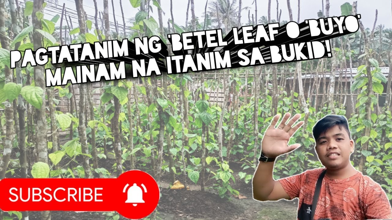 Pagtatanim ng 'Betel Leaf' o 'Buyo' mainam na pagkakitaan sa bukid. # ...