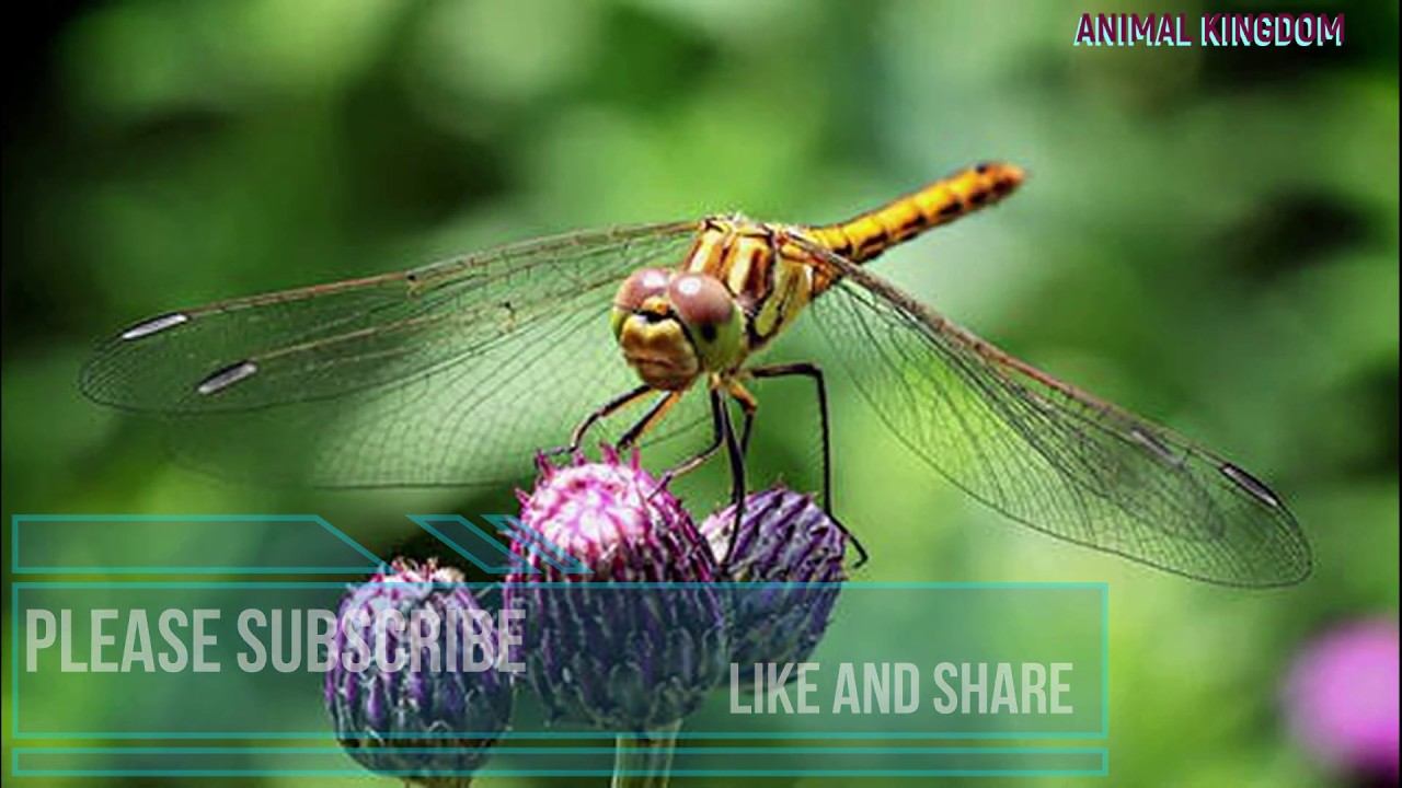 CUTE DRAGONFLY SCENERY #2020 COMPILATION - YouTube