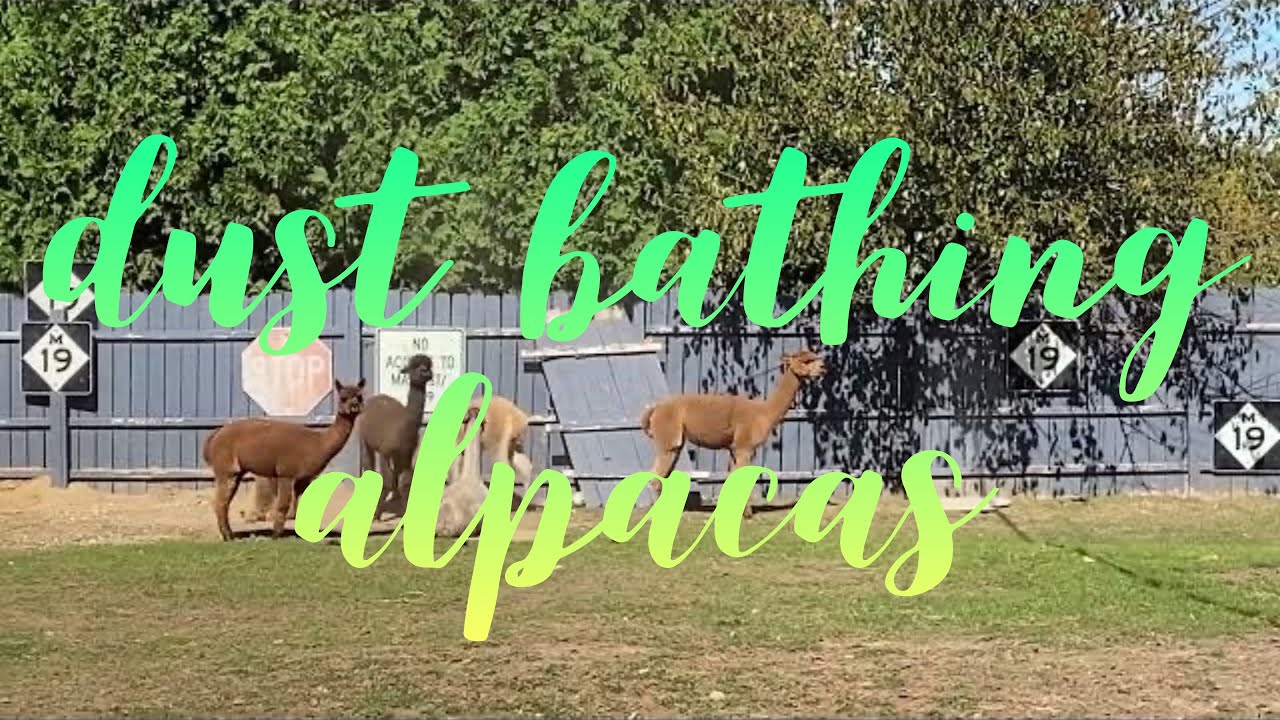Alpacas dust bathing, emus swimming, a pig and a goat all having a fun ...