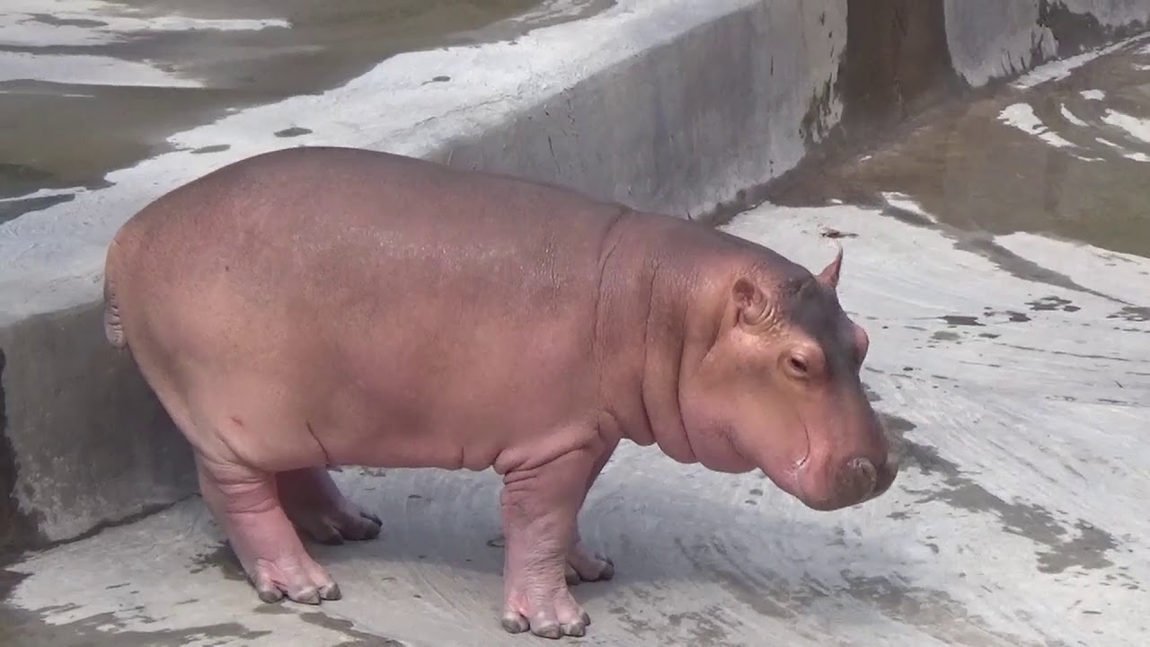 รายการ การศึกษาพาเพลิน EP.2 ตอน ทำความรู้จักฮิปโปโปเตมัส (Hippopotamus ...