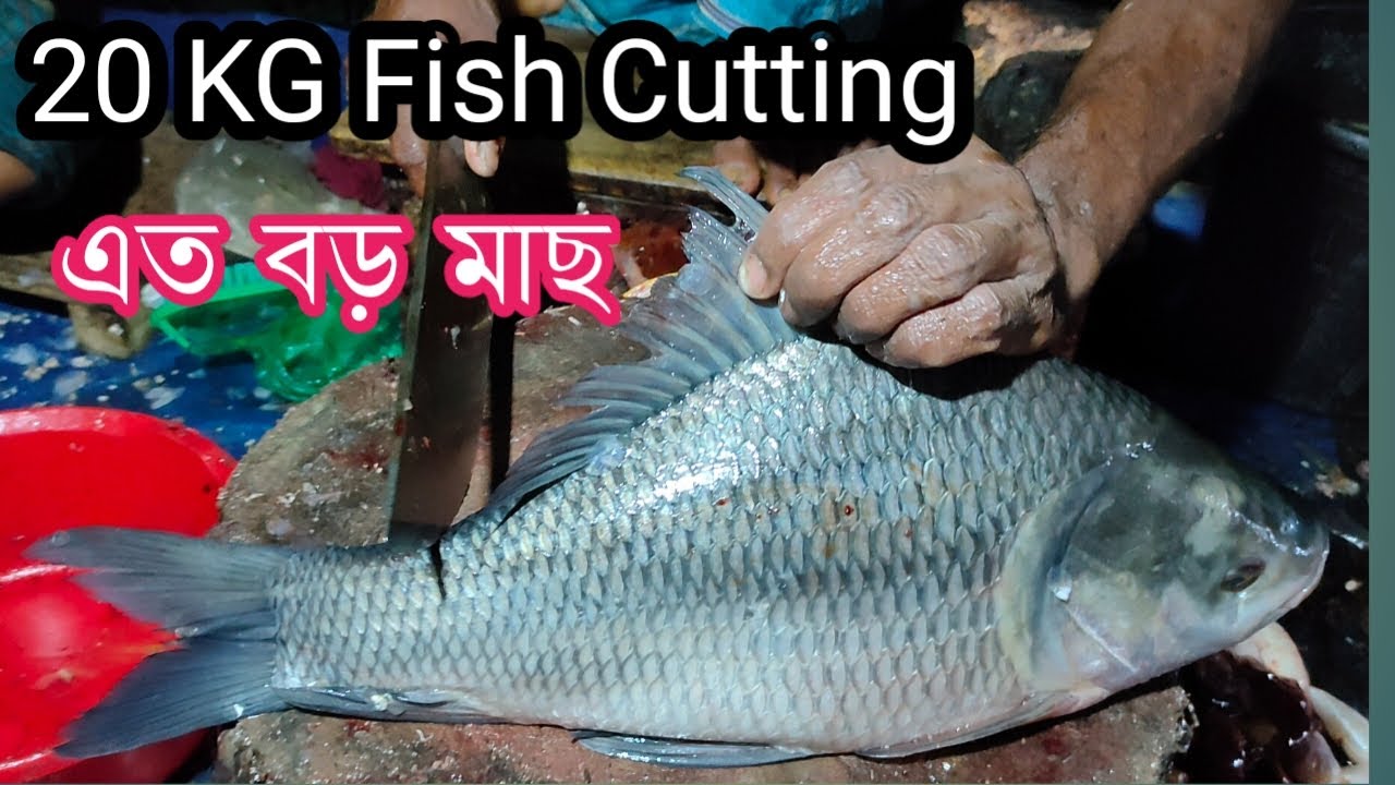 এত বড় কাতলা মাছ ১ মিনিটেই কেটে ফেললো অবাক করা কান্ড / Amazing kata ...