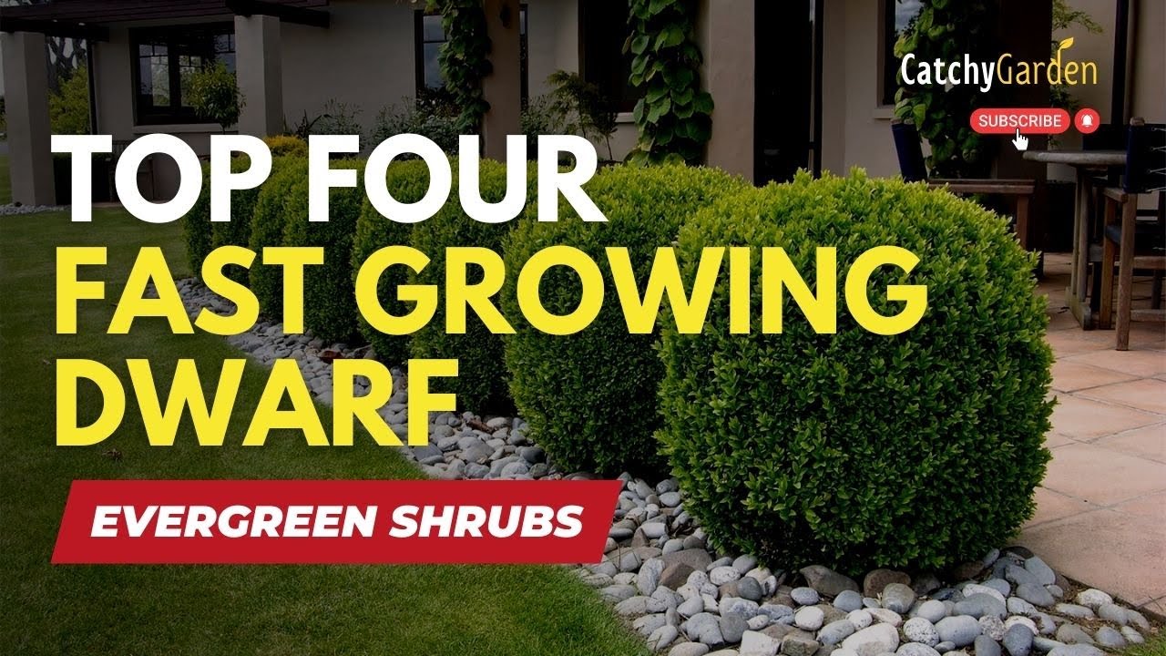 The Top Four Fast Growing Dwarf Evergreen Shrubs For Your Yard 🌿🌸 ...