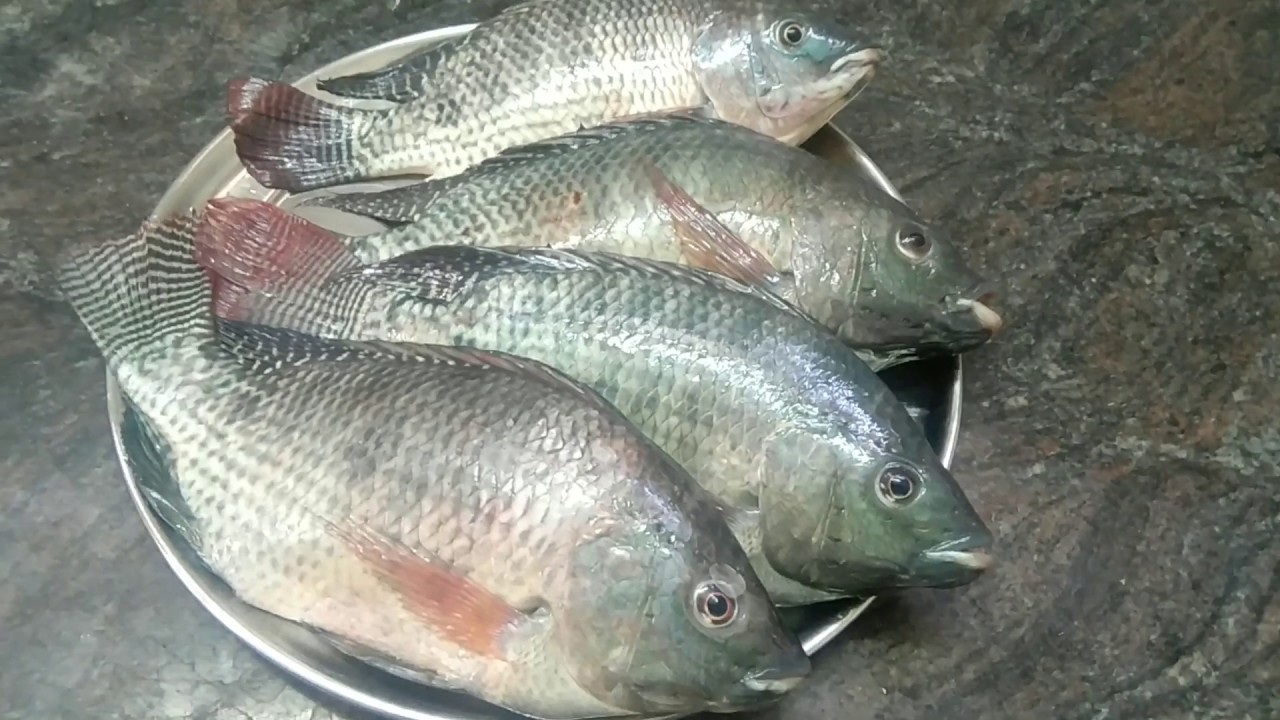 நல்ல சுவையான மீன்களை தேர்ந்துயடுப்பது எப்படி || CHOSE GOOD FISH FOR ...