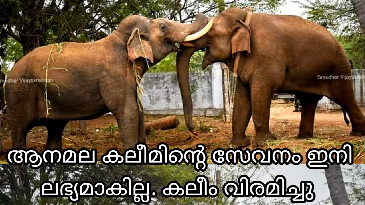 കാട്ടാനകളുടെ പേടിസ്വപ്നം ആനമല കലീം ഇനിയില്ല | Anamala kalim elephant ...
