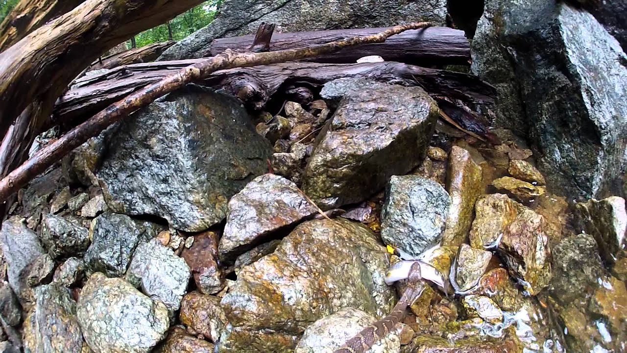 Copperhead with a fish. - YouTube