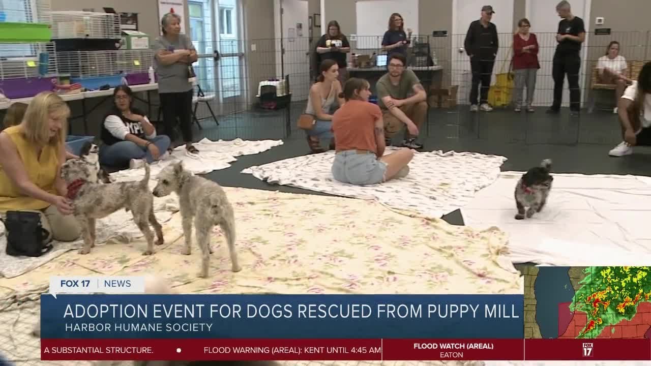 Harbor Humane holds adoption event for puppy mill dogs - YouTube