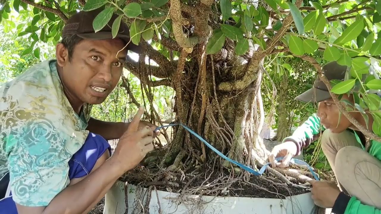 cara proses akar sulur buat batang dan perakaran - YouTube