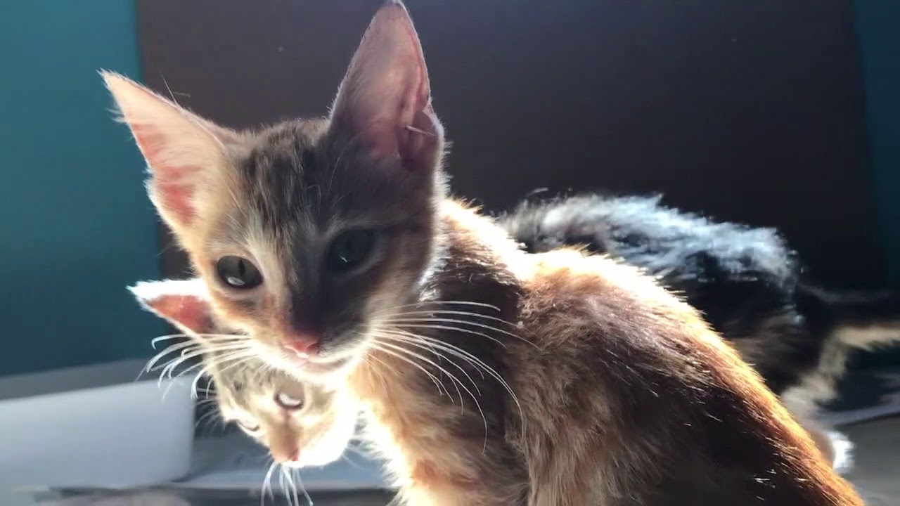 Rustic Pathways Fiji Summer 2018 - YouTube