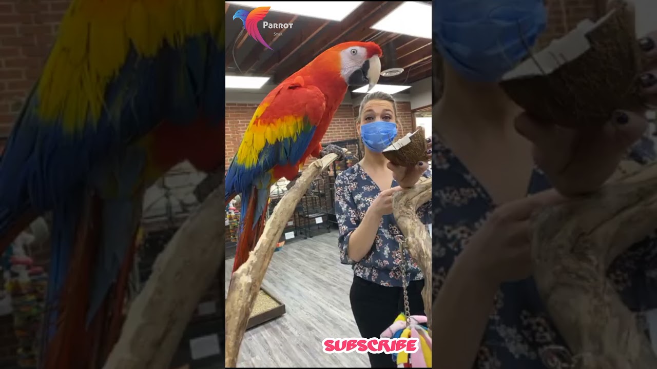 Amazing Macaw Eating, Talking. Beautiful Macaw. Talking Macaw. 🦜 - YouTube