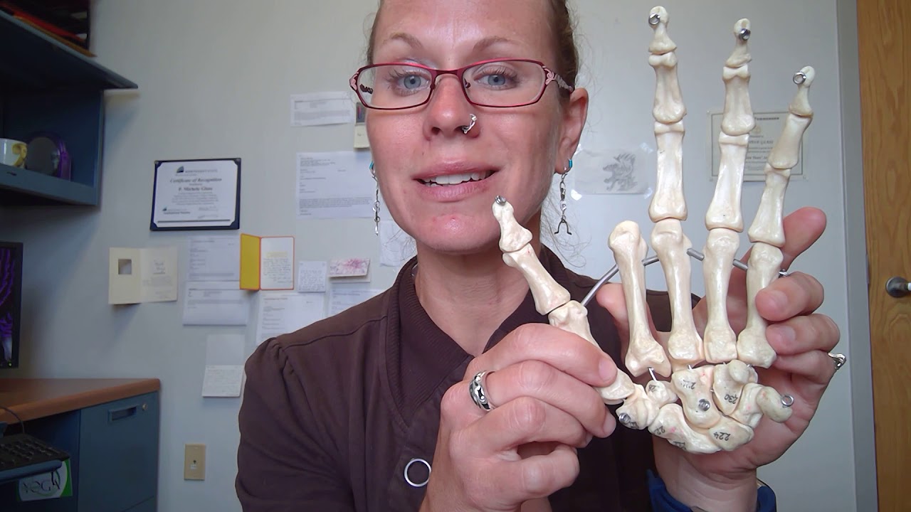 Human Anatomy 1 Lab: Left Hand - YouTube