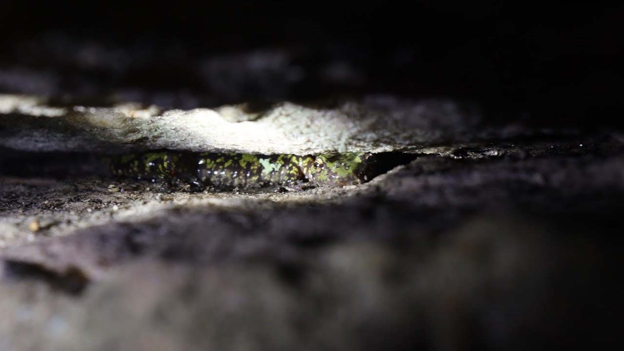 NC/TN Herping: Green Salamander, Pygmy Salamander, & More - YouTube