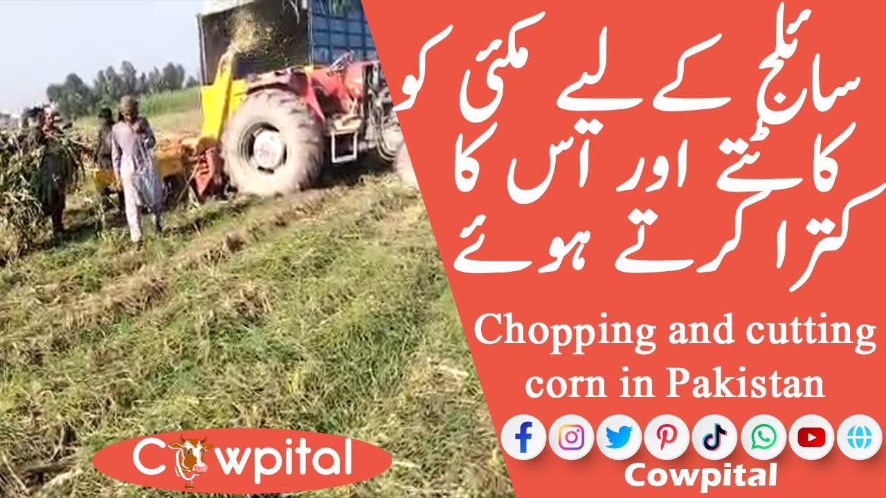 Silage makingChopping and cutting corn in Pakistan silage chopping ...