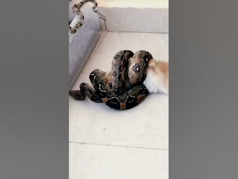 Python eats rabbit | EP61 #shorts - YouTube
