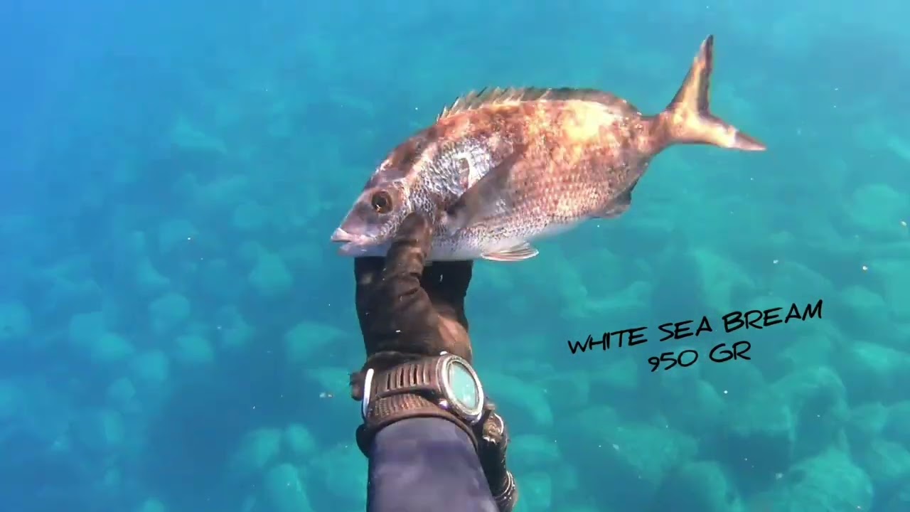 ΑΞΙΟΛΟΓΑ🌊ΘΗΡΑΜΑΤΑ🐟ΤΗΣ ΜΕΣΑΙΑΣ🔱ΖΩΝΗΣ ΜΕ ΨΑΡΟΤΟΥΦΕΚΟ🇬🇷🇨🇾GOOD PREYS, FROM ...