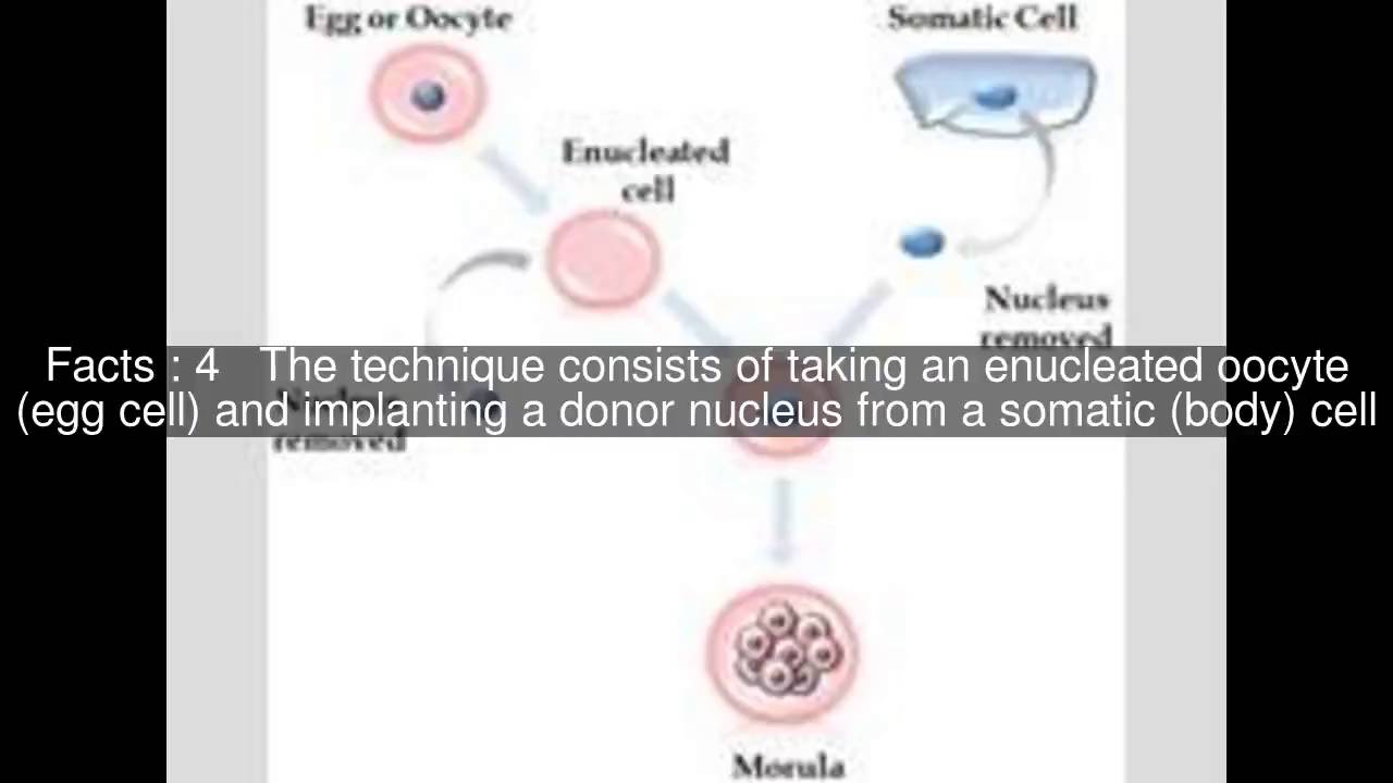 Somatic cell nuclear transfer Top #6 Facts - YouTube
