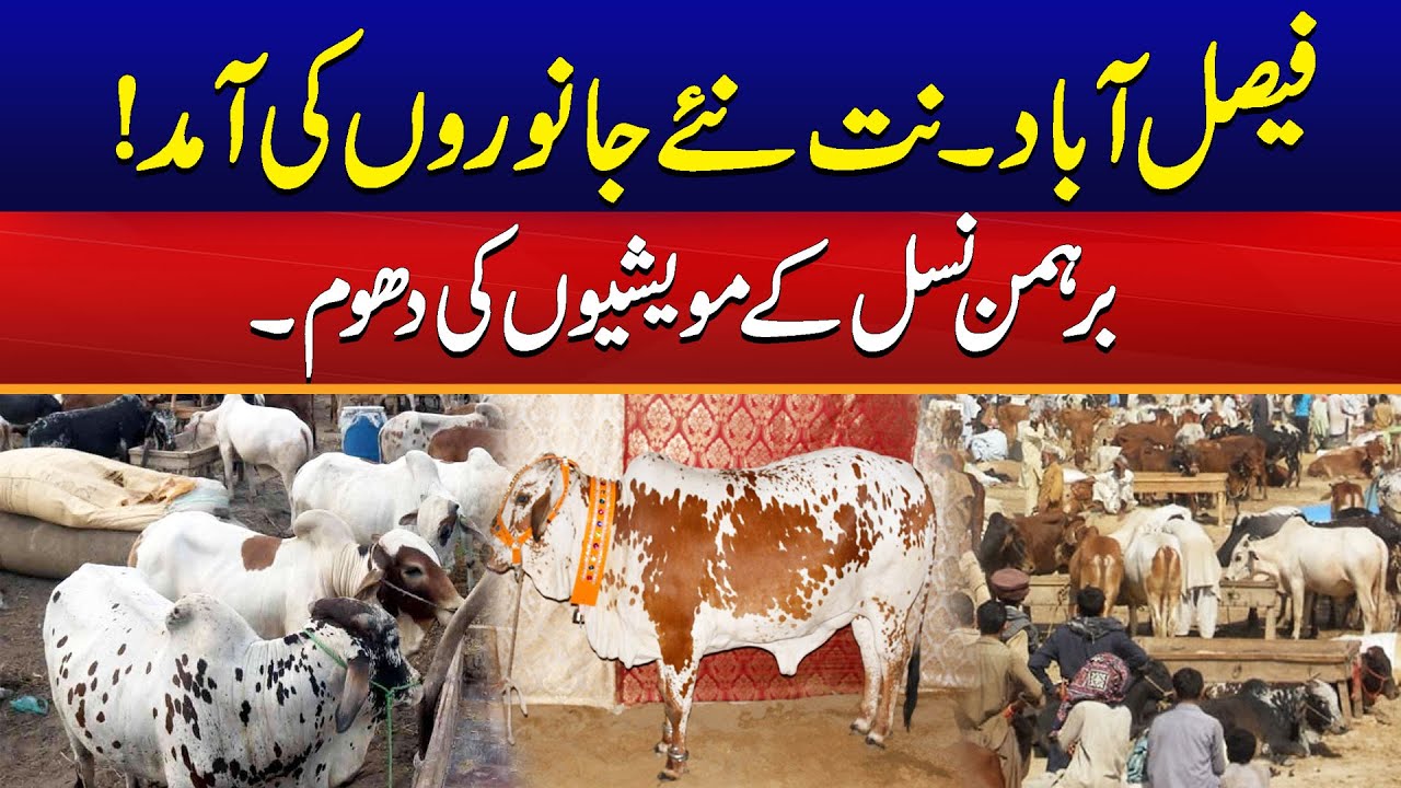 Faisalabad Maveshi Mandi | Barahman Nasl Ke Maveshiyun Ki Dhoom | Big ...