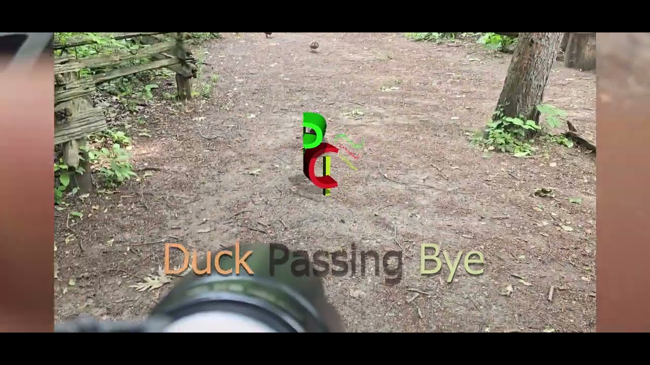 Duck Passing Bye - YouTube
