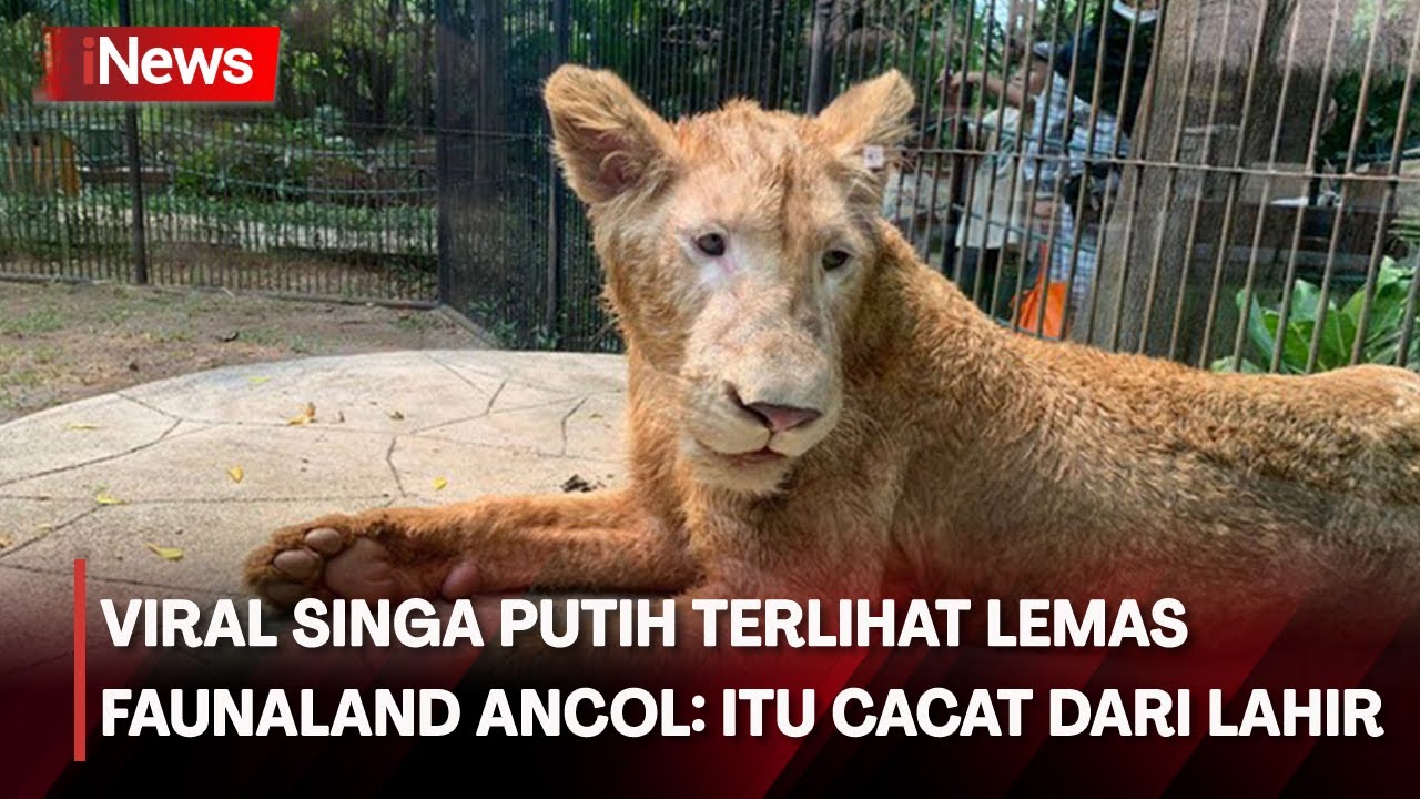 Video Viral Singa Putih Terlihat Lemas dan Jatuh, Faunaland Ancol: Itu Cacat dari Lahir - YouTube