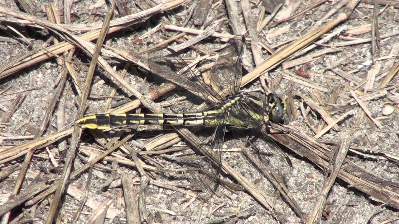 Clubtail Dragonfly (Gomphidae: Gomphus) Waiting for Prey - YouTube