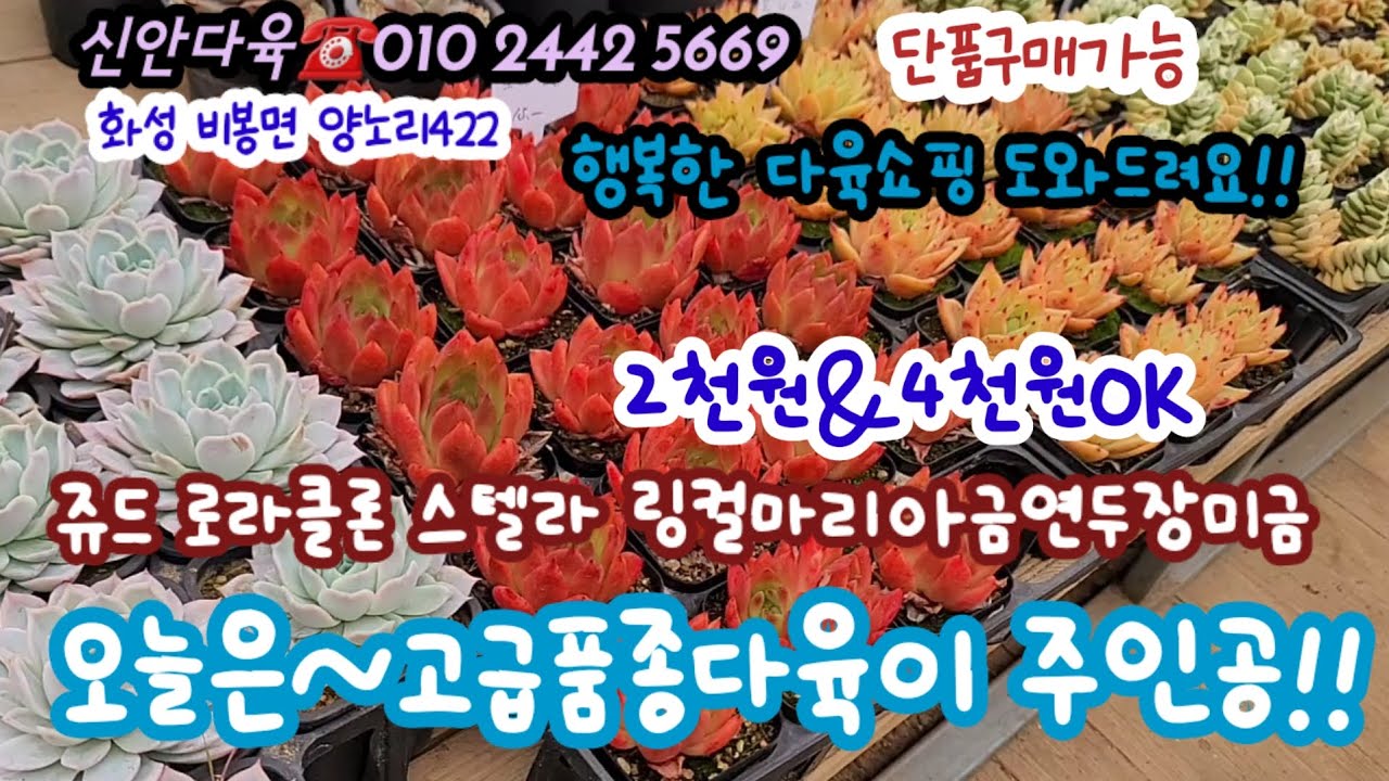 고급명품다육을 신상으로 입고 착한가격4천원대 득템기회 쥬드 로라클론 스텔라 링컬마리아금 연두장미금 퀸로즈등 2천원대 다육 한정수량 뮤즐리 바닐라비스등유료광고포함