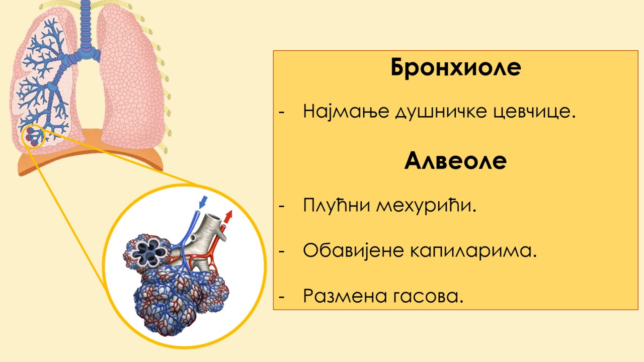 Sistem organa za disanje - YouTube