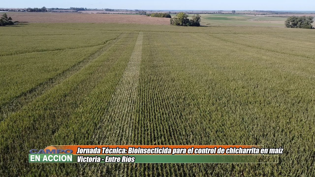 Los productores vienen adoptando cada vez más los productos biológicos ...