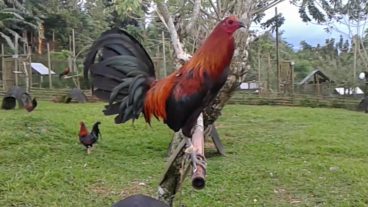 Mel Simms Black - YouTube