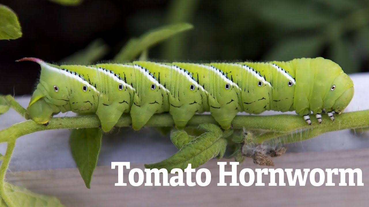 How To Control Tomato Hornworms - YouTube