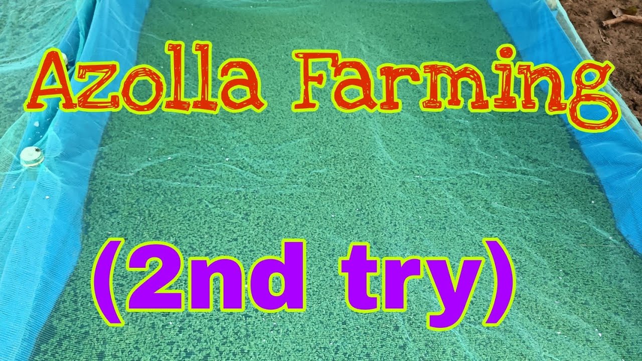 Second try ng azolla farming | pond preparation #azolla #philippines # ...