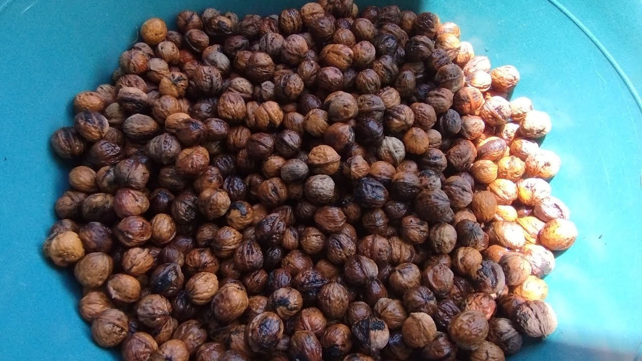 Cosecha de nuez en el rancho y así es el trabajo de limpieza para comer ...