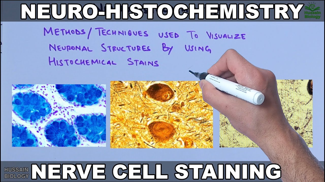 Neurohistochemistry | Staining of Nerve Cell - YouTube