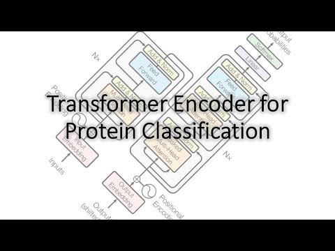 A Very Simple Transformer Encoder for Protein Classification in PyTorch - YouTube