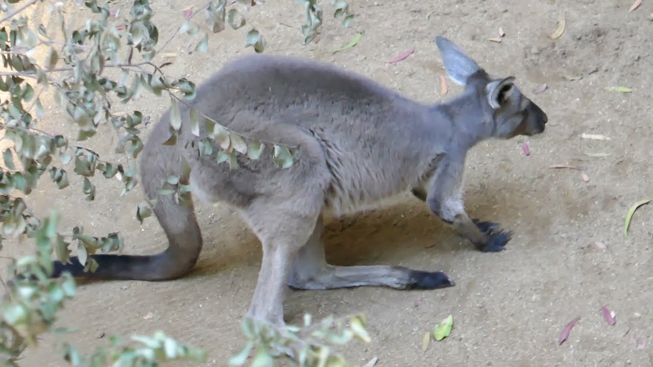 Kangaroos LA Zoo Los Angeles California USA November 11, 2021 ...