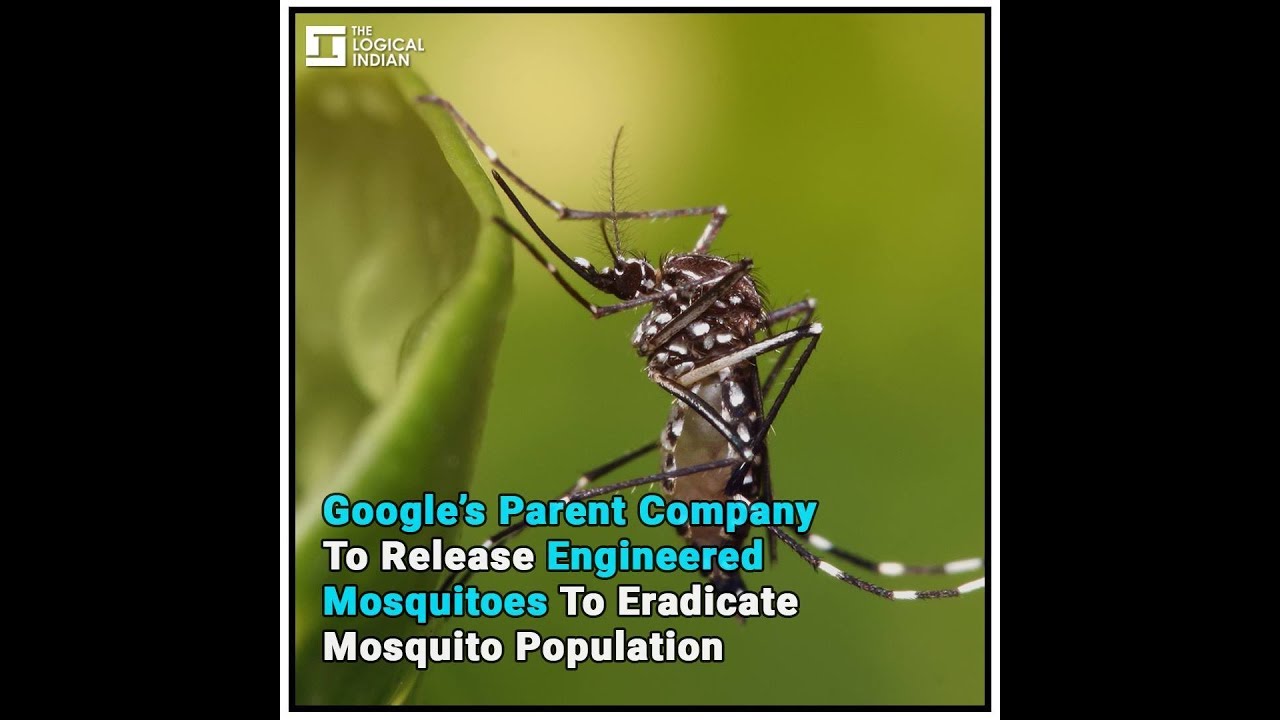 Google’s Parent Company Plans To Release Engineered Mosquitoes To ...
